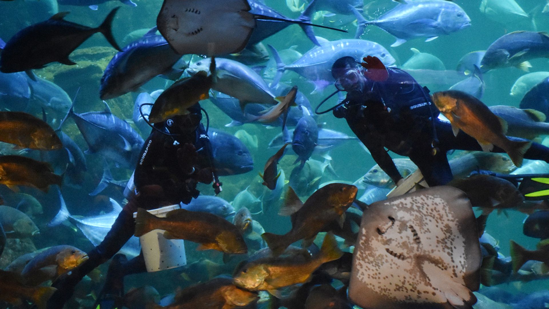 Sea World Ancol: Info & Harga Tiket 2023 - En's Room