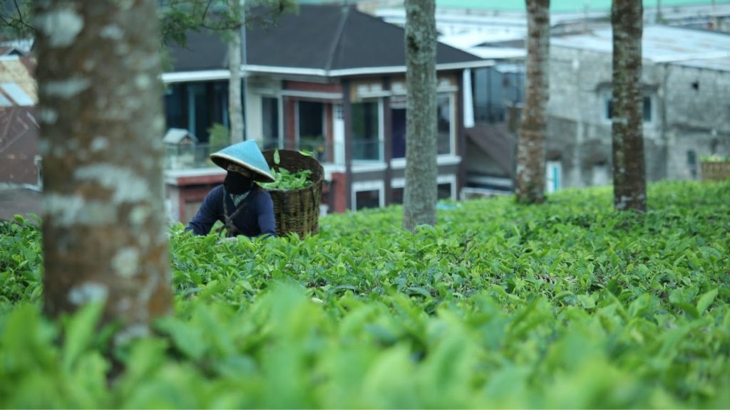 Info Destinasi Kebun Teh Tambi Wonosobo - En's Room
