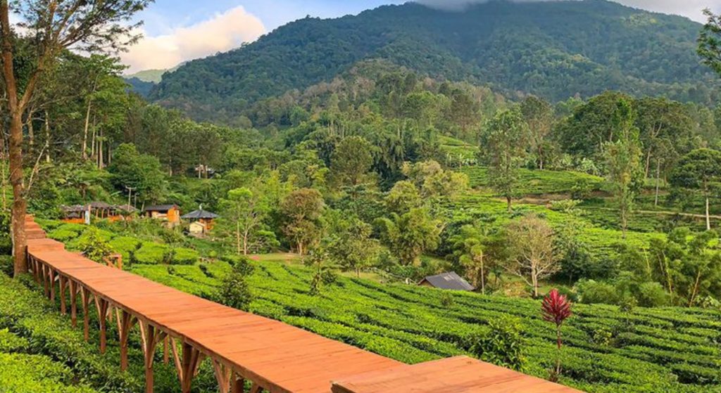 5 Tempat Wisata Kebun Teh di Puncak Pass - En's Room