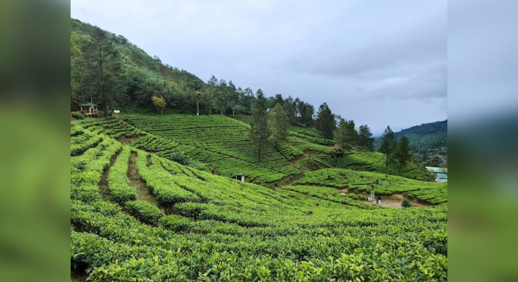 5 Tempat Wisata Kebun Teh di Puncak Pass - En's Room