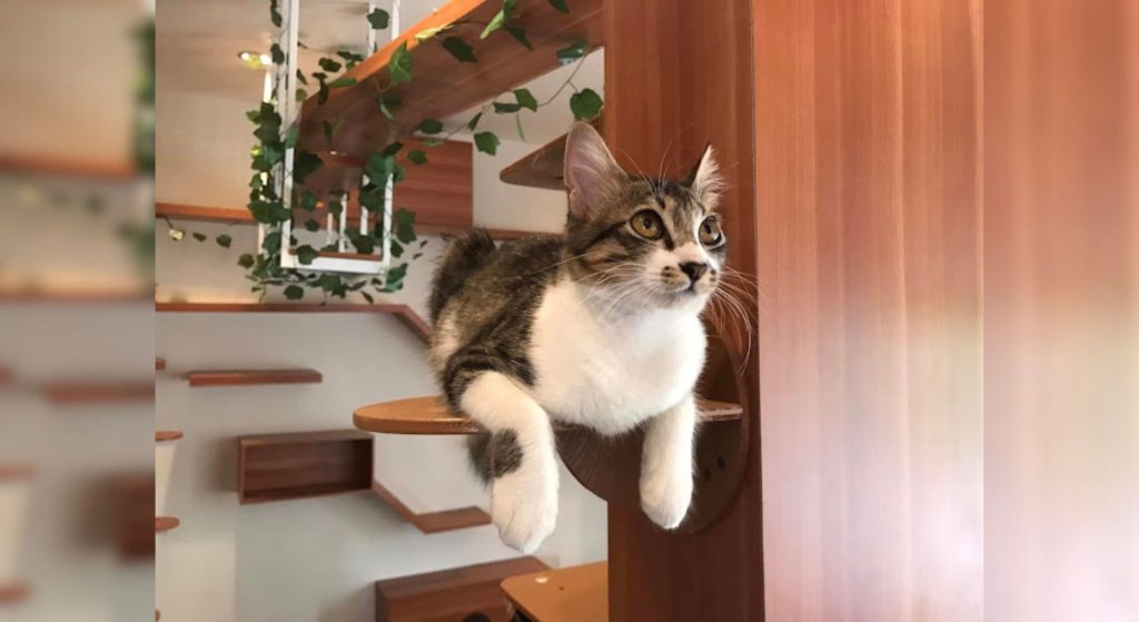 5 Rekomendasi Cat Cafe di Jakarta - En's Room