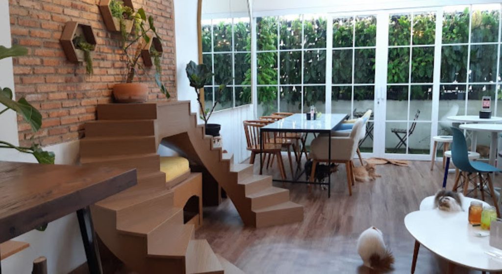 5 Rekomendasi Cat Cafe di Jakarta - En's Room