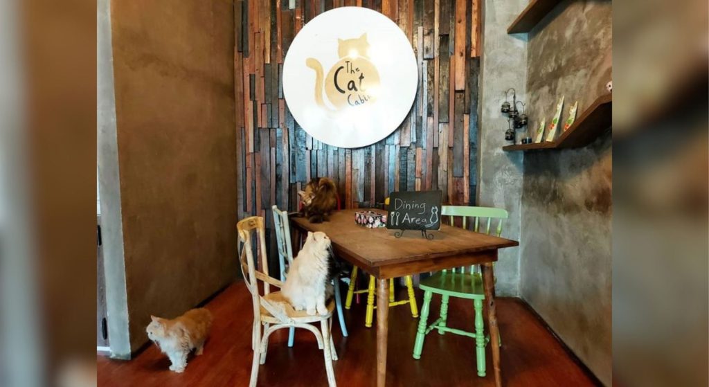 5 Rekomendasi Cat Cafe di Jakarta - En's Room